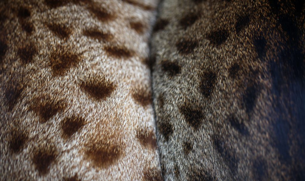 Ocicat | Cat’s Best