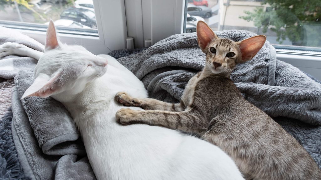Oriental Shorthair | Cat’s Best