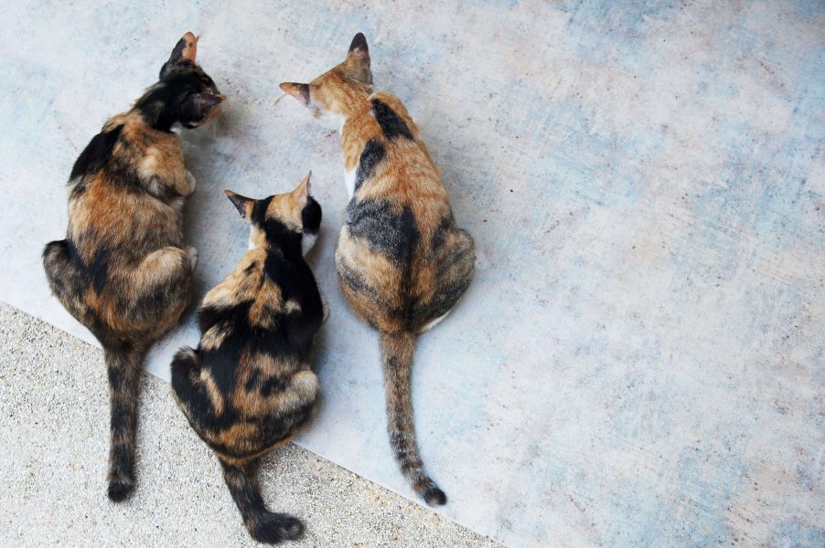 All about cat reproduction | Cat’s Best