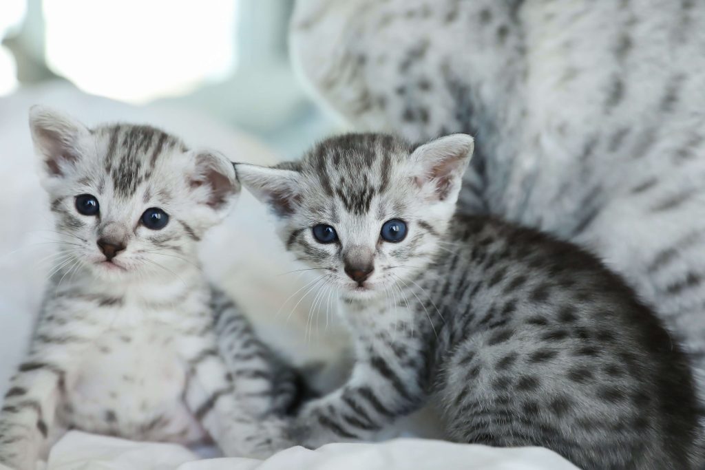 Egyptian Mau | Cat’s Best