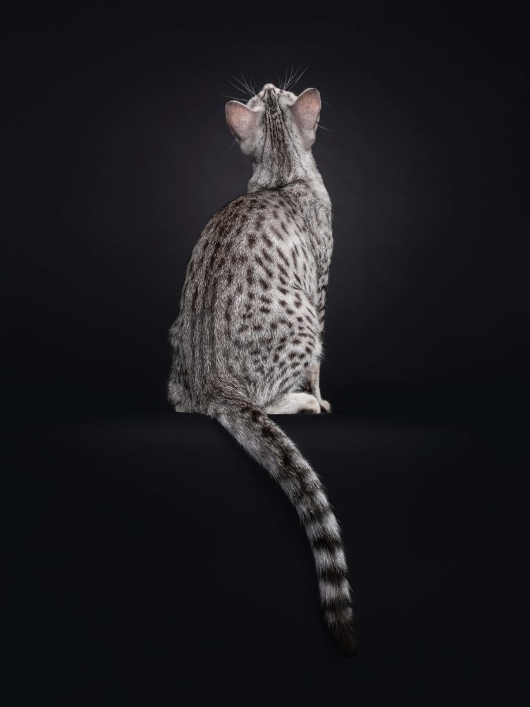 Egyptian Mau | Cat’s Best
