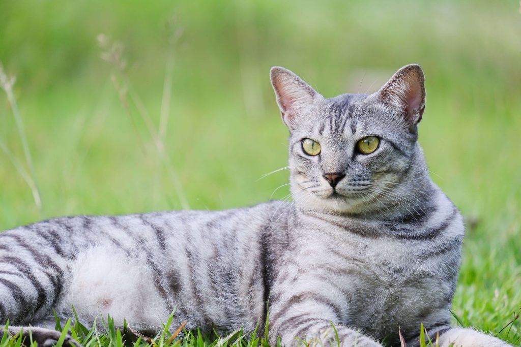 Egyptian Mau | Cat’s Best