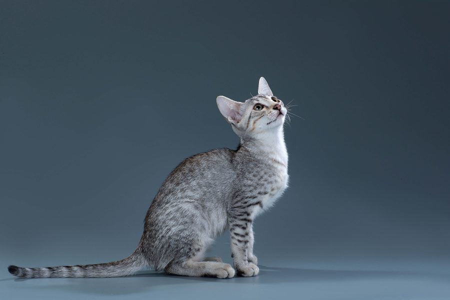 Egyptian Mau | Cat’s Best