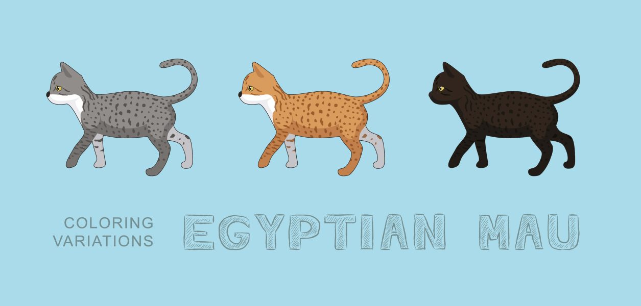 Egyptian Mau | Cat’s Best