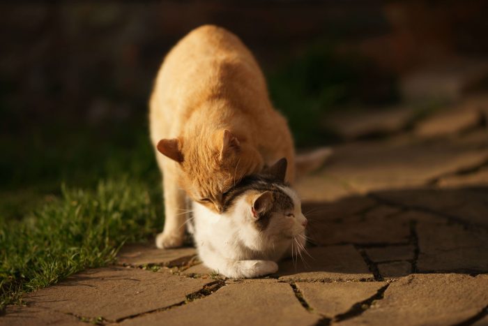 All about cat reproduction | Cat’s Best