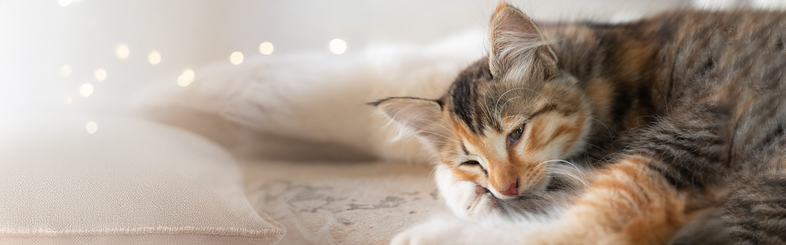 FIP in cats – Symptoms, causes, and treatments | Cat’s Best