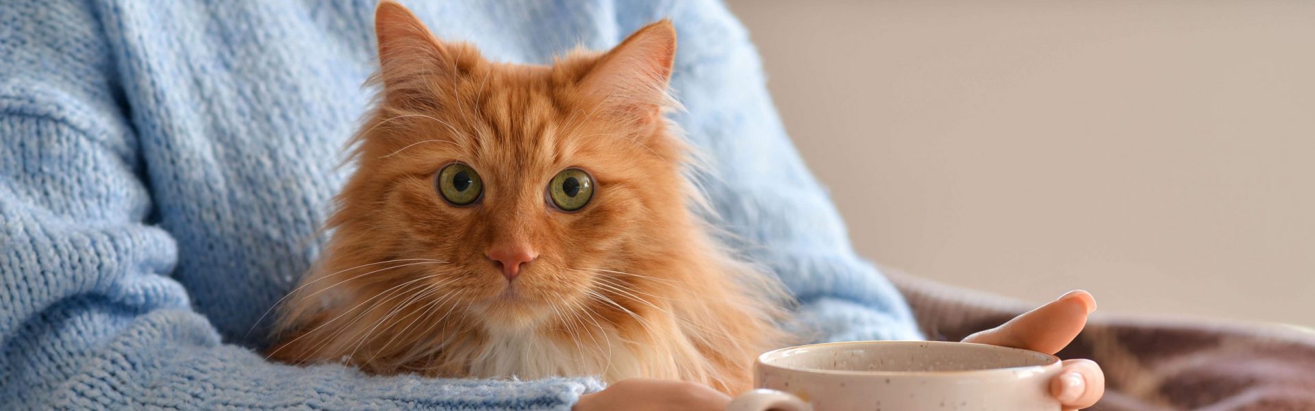 The most beautiful female cat names for your cat | Cat’s Best