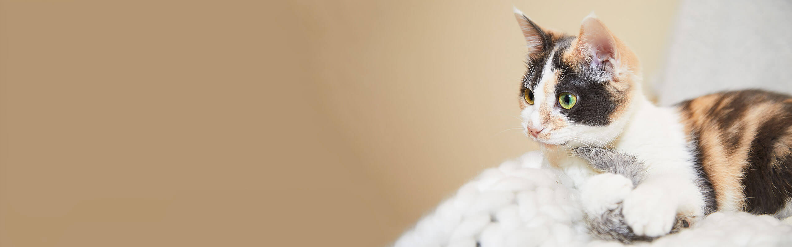 Tricolour cats – What’s the story behind these famous good-luck charms ...