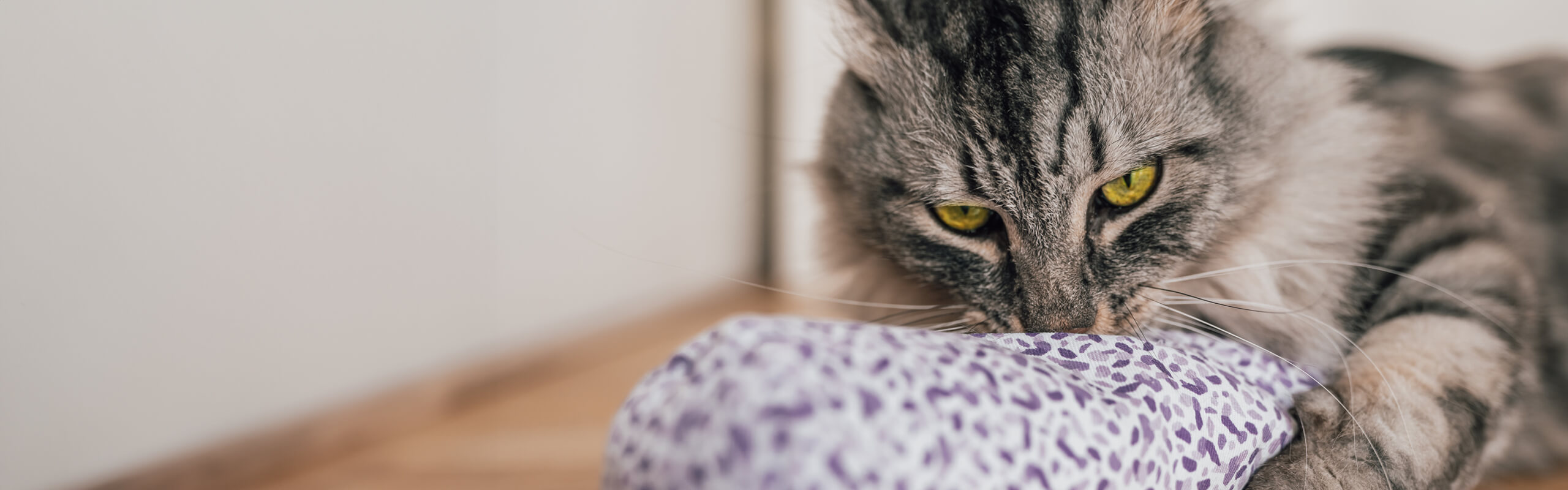 Valerian for cats - sedative and toy? | Cat’s Best