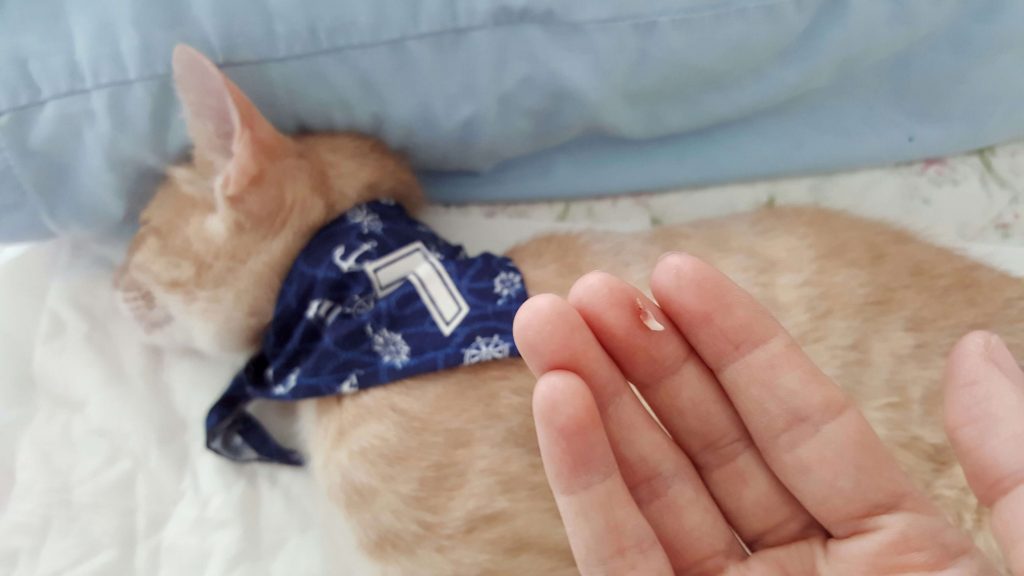 Recognising and supporting the change to adult teeth in cats | Cat’s Best