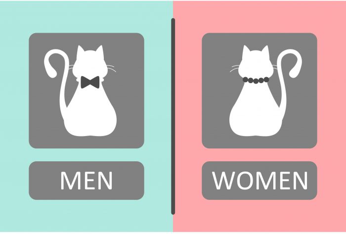 Male or female cat | Cat’s Best