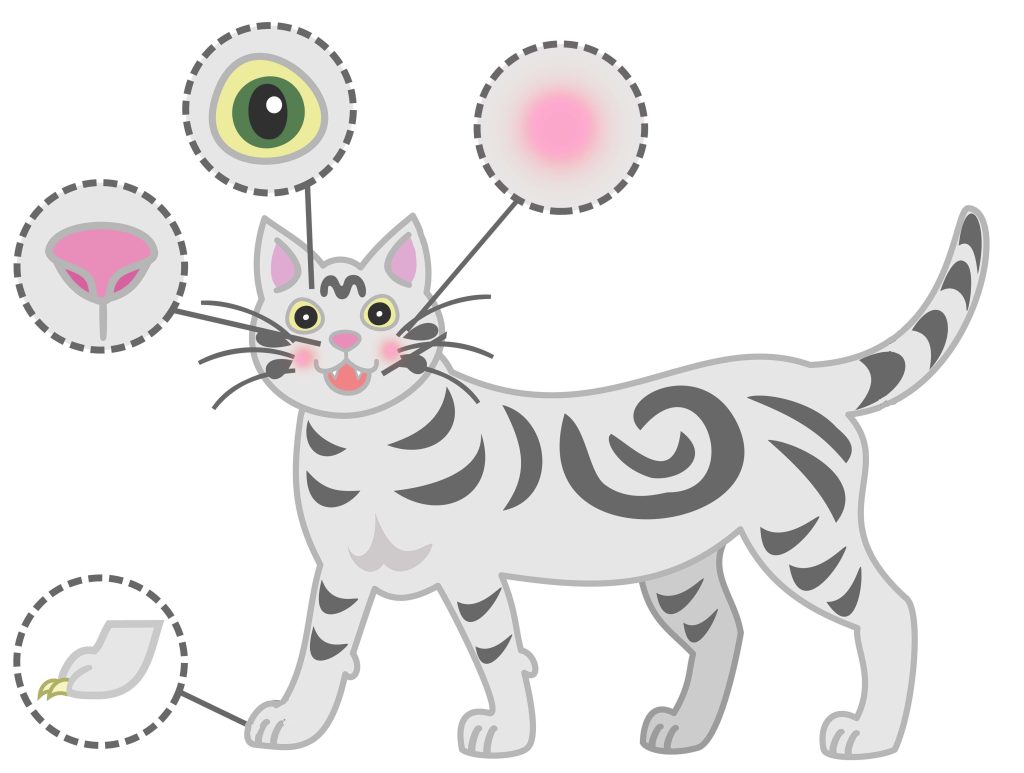 Cat whiskers | Cat’s Best