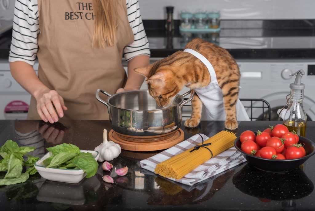 Making your own cat food | Cat’s Best