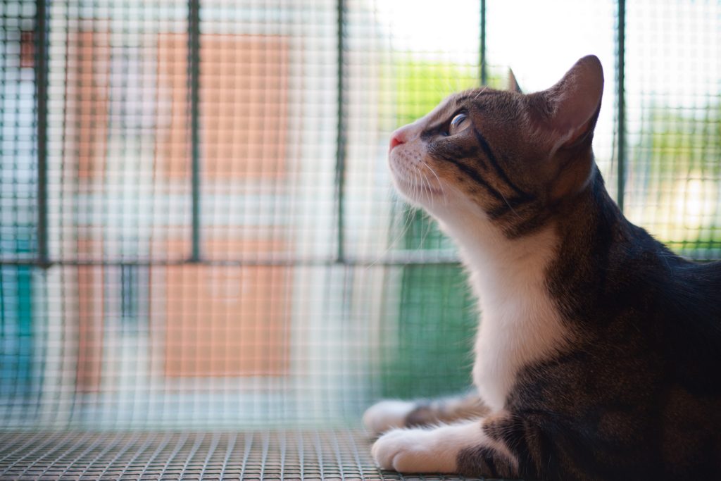 Cat-proofing your balcony: All tips | Cat’s Best