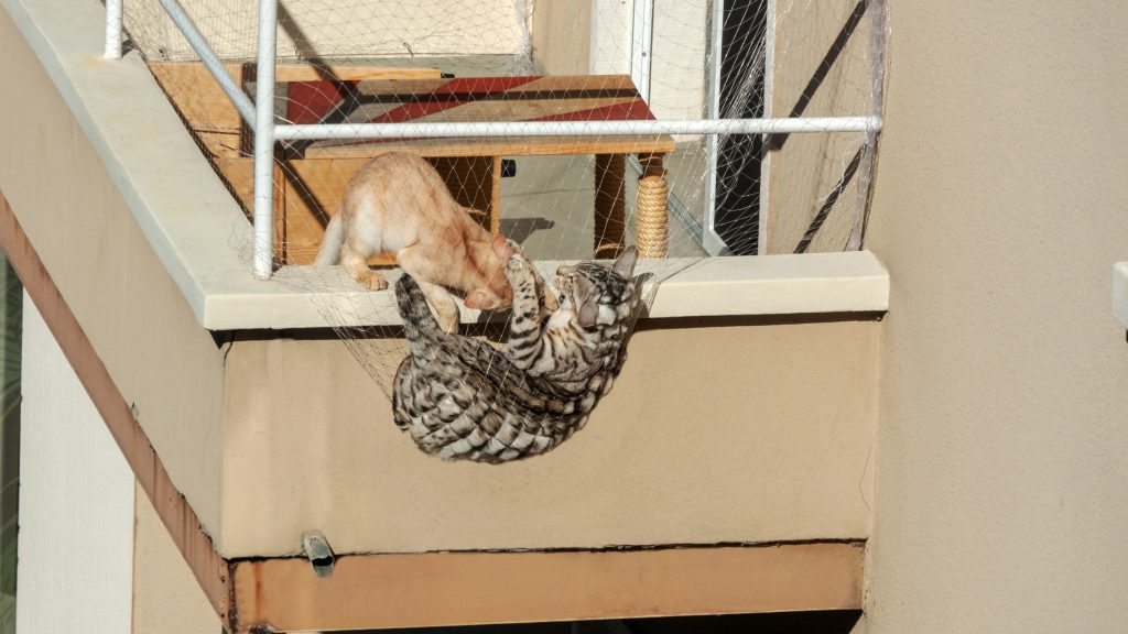 Cat-proofing your balcony: All tips | Cat’s Best