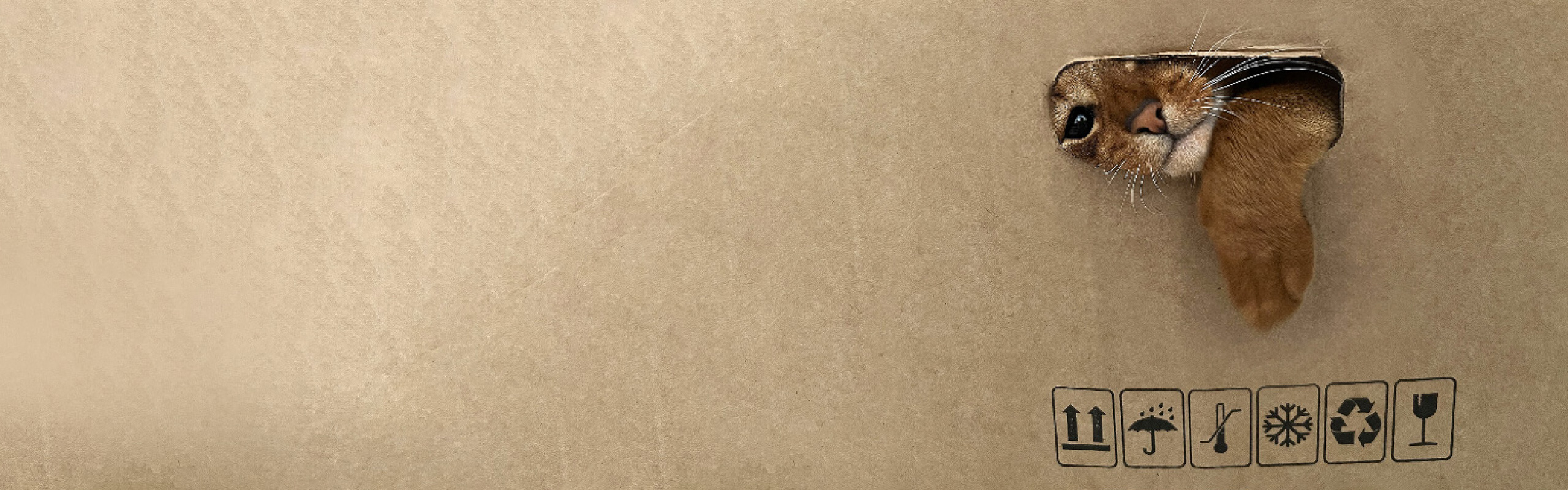 Tips for moving house with a cat | Cat’s Best