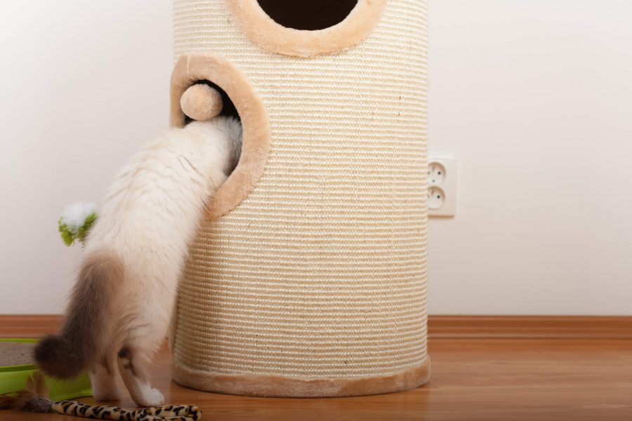 Sacred Cat of Burma | Cat’s Best