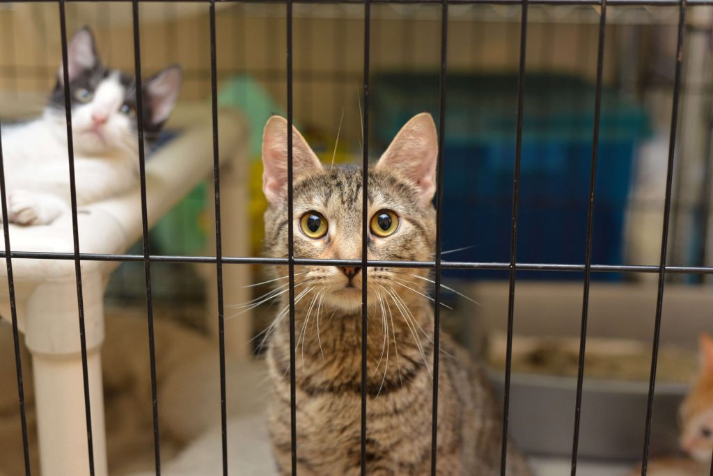 Handing over a cat - this is the best way to go about it | Cat’s Best