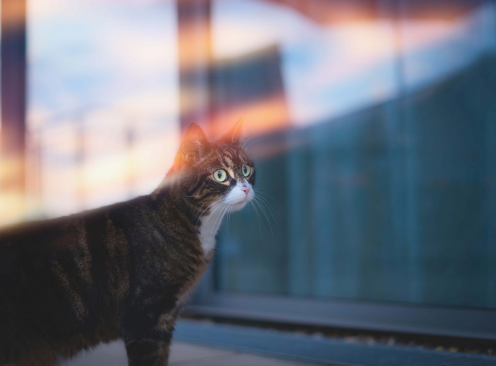 Nocturnal cats – What do cats do outside at night? | Cat’s Best