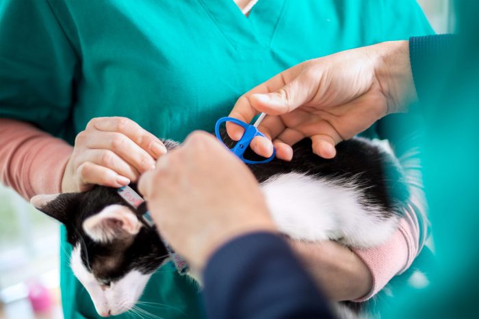 Getting your cat chipped | Cat’s Best