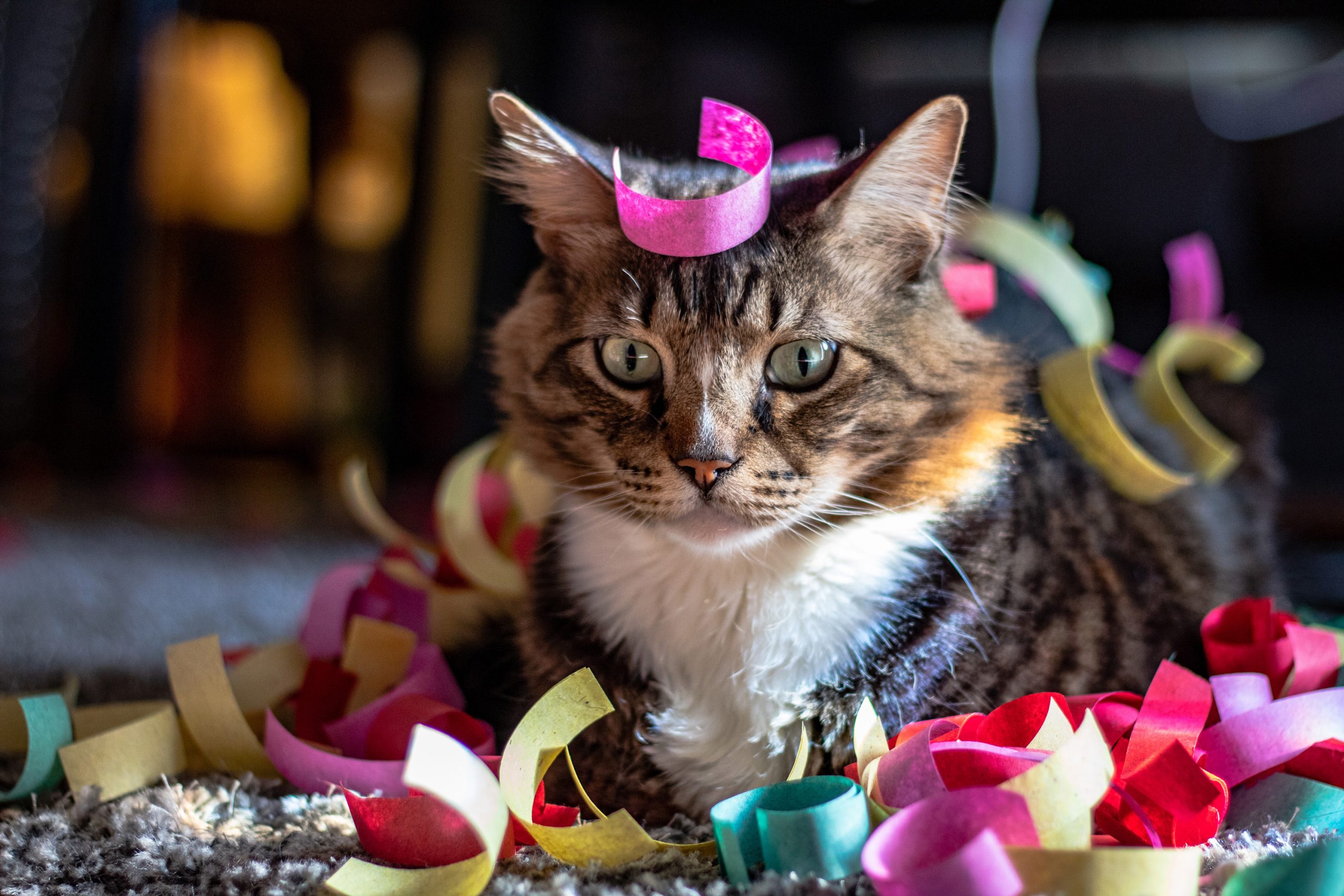 Really funny cat names – male and female | Cat’s Best