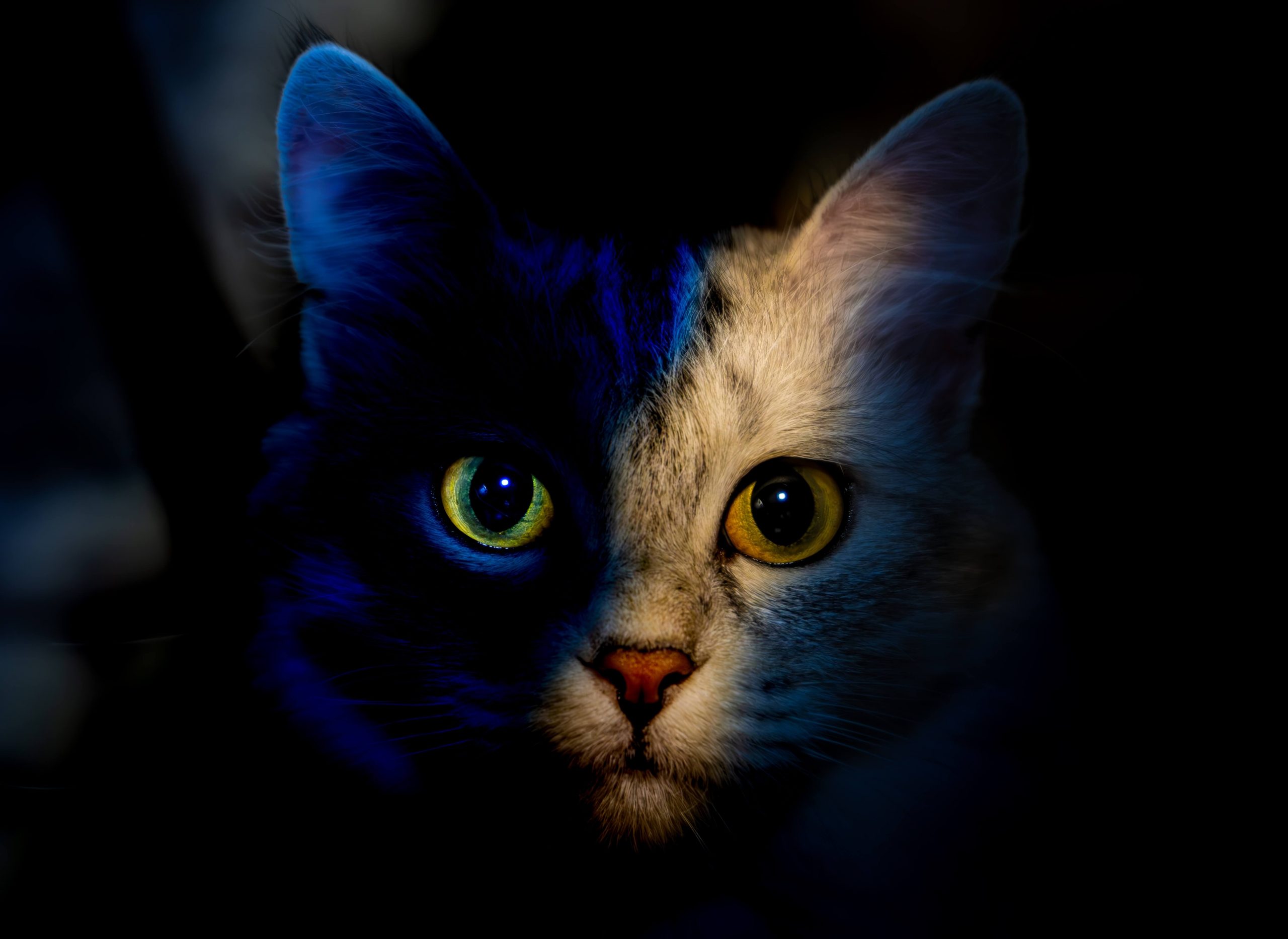 Nocturnal cats – What do cats do outside at night? | Cat’s Best