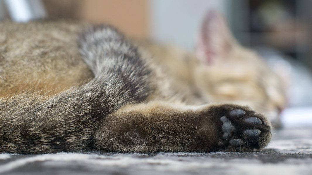 How to care for your cat's paws | Cat’s Best