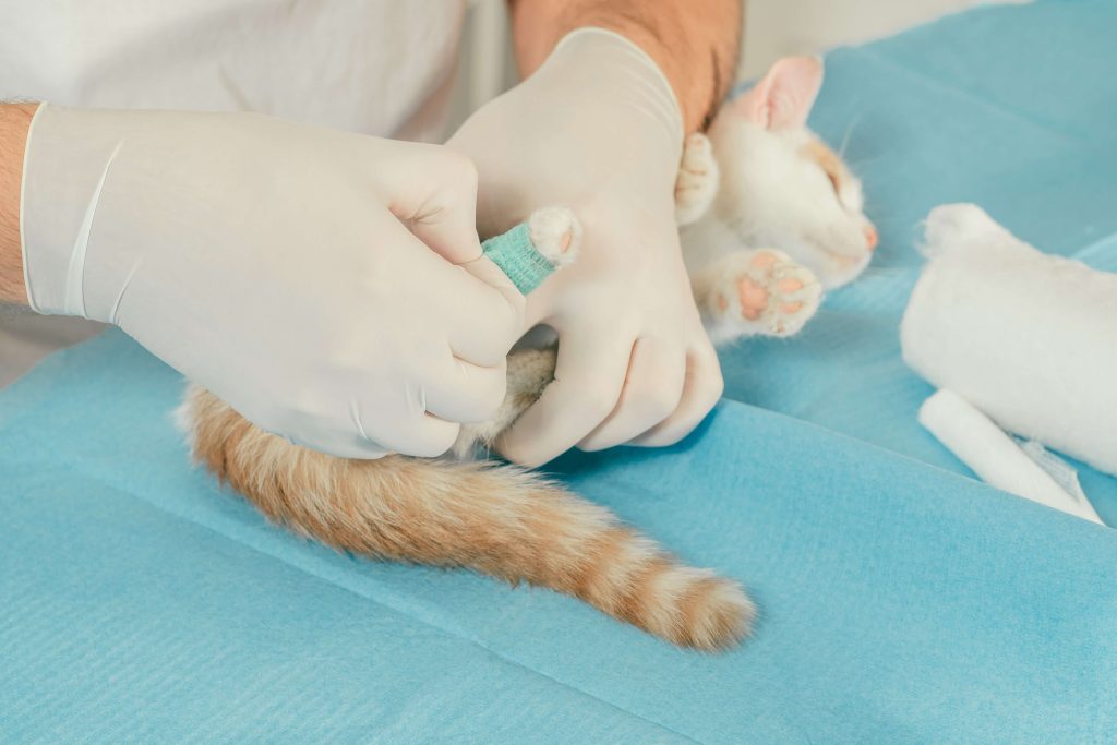 How to care for your cat's paws | Cat’s Best