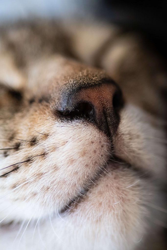 Cat whiskers | Cat’s Best