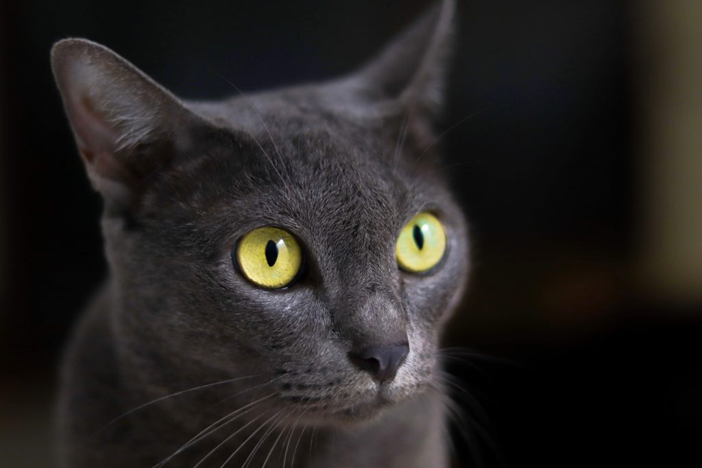 Korat | Cat’s Best