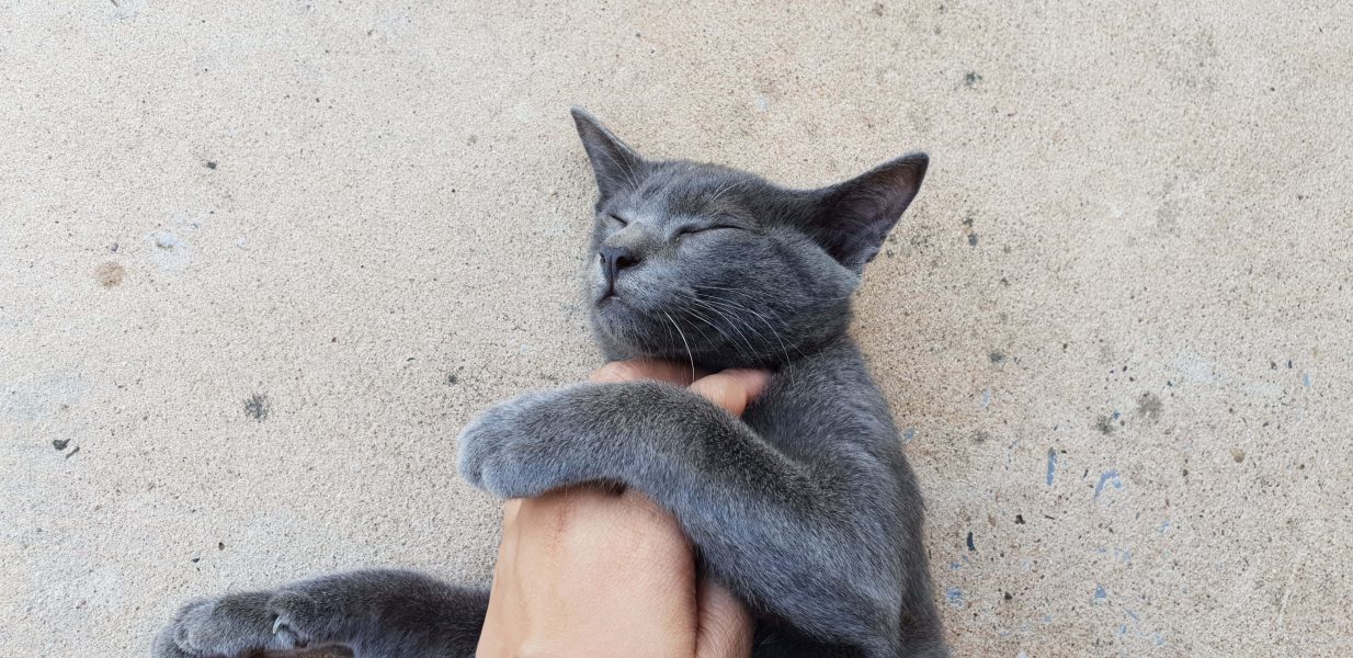 Korat | Cat’s Best