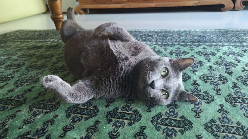 Korat | Cat’s Best