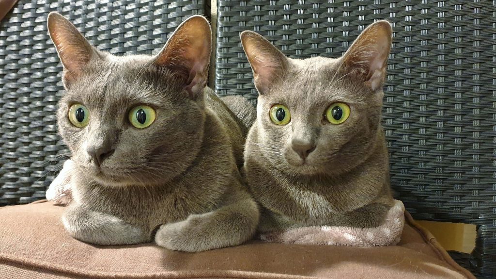Korat | Cat’s Best