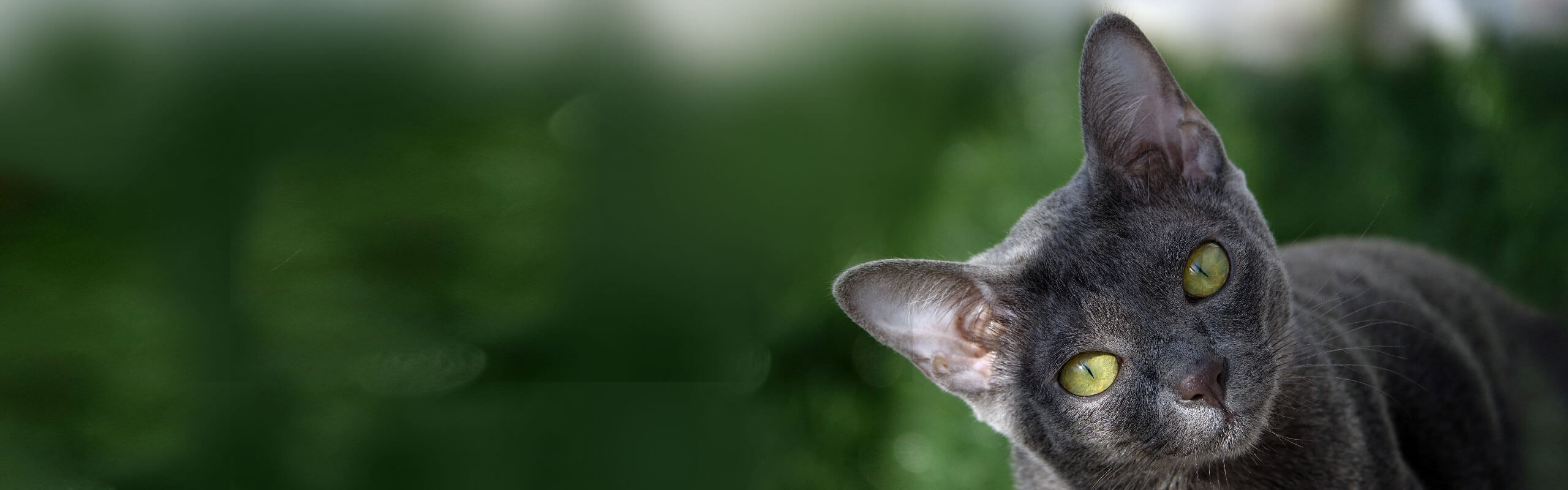 Korat Cats For Sale Korat Cat Breed Information | Great Pet Care