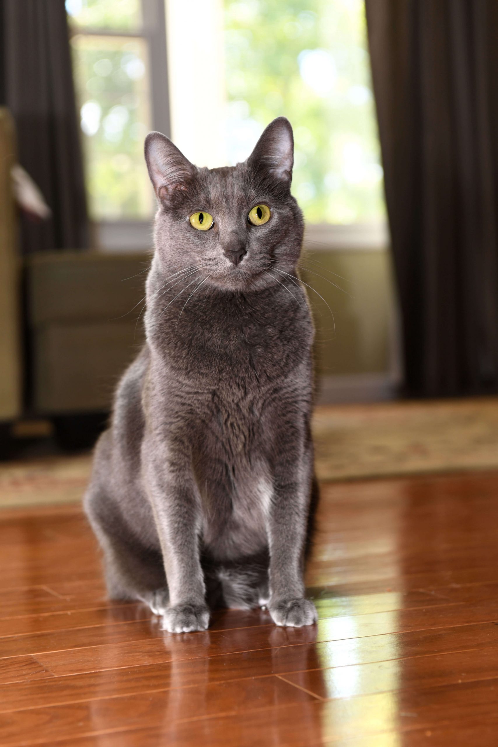 Korat | Cat’s Best