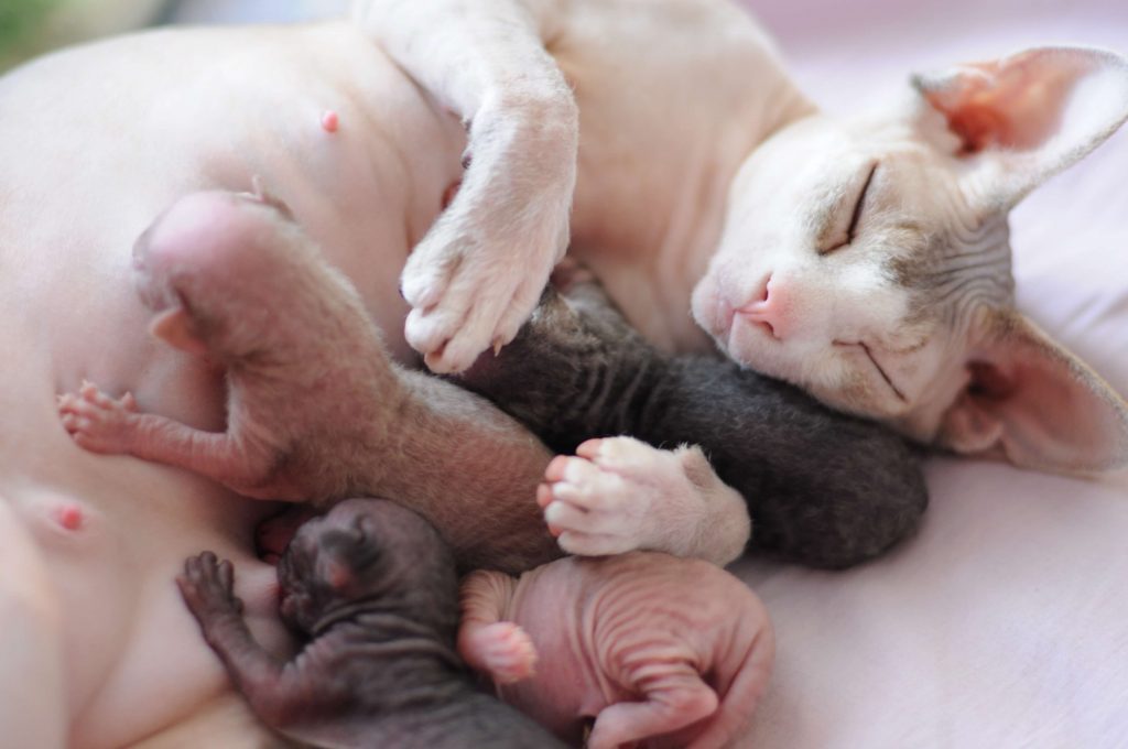 Hairless cats - everything you need to know about cats with no fur ...