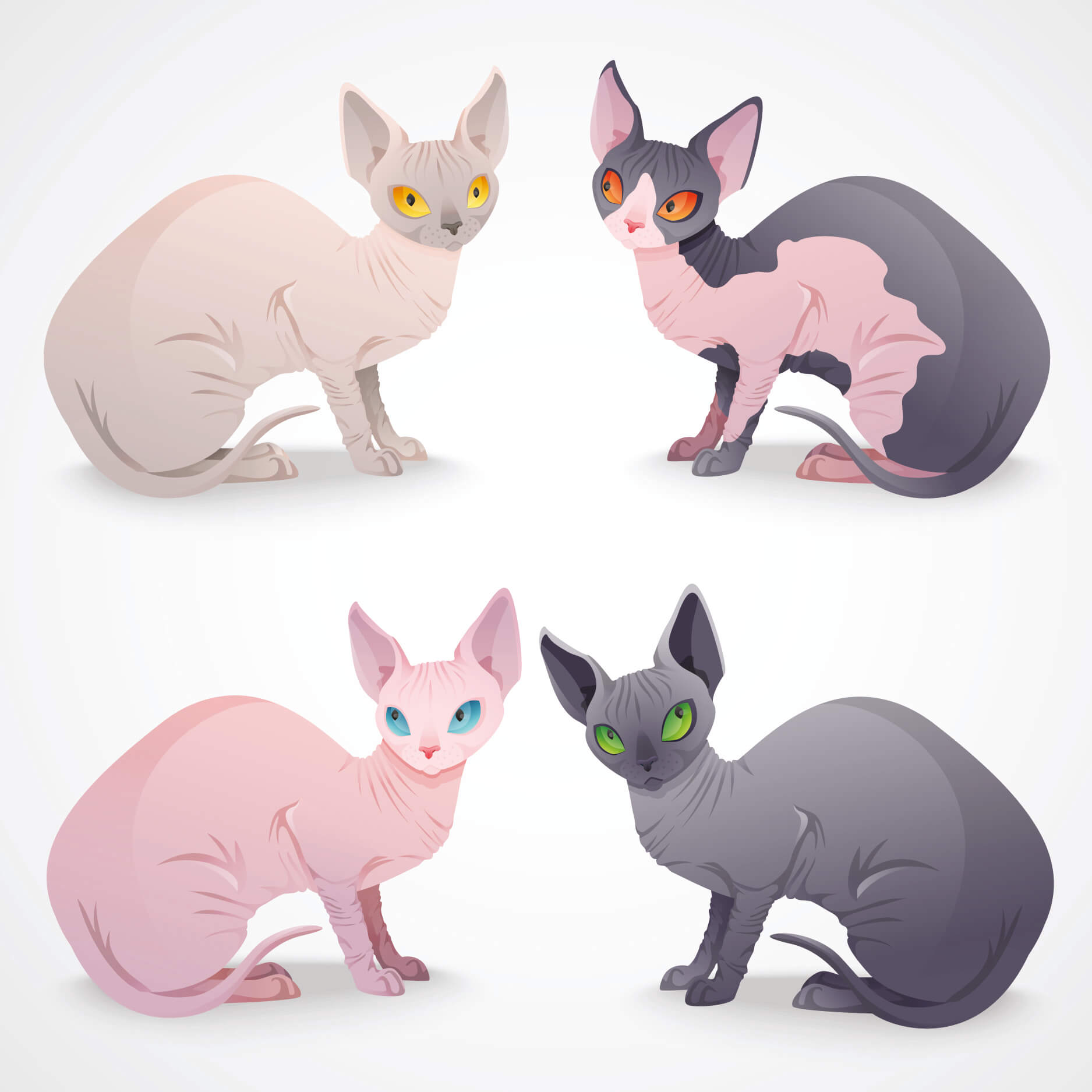 Hairless cats - everything you need to know about cats with no fur ...