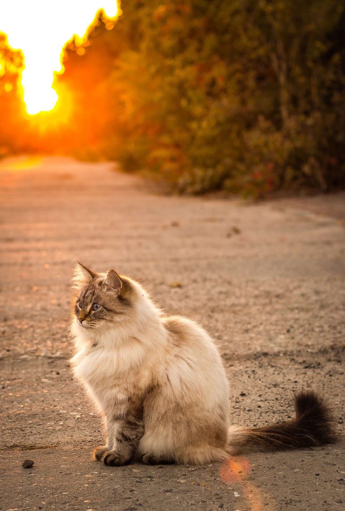 Neva Masquarade | Cat’s Best