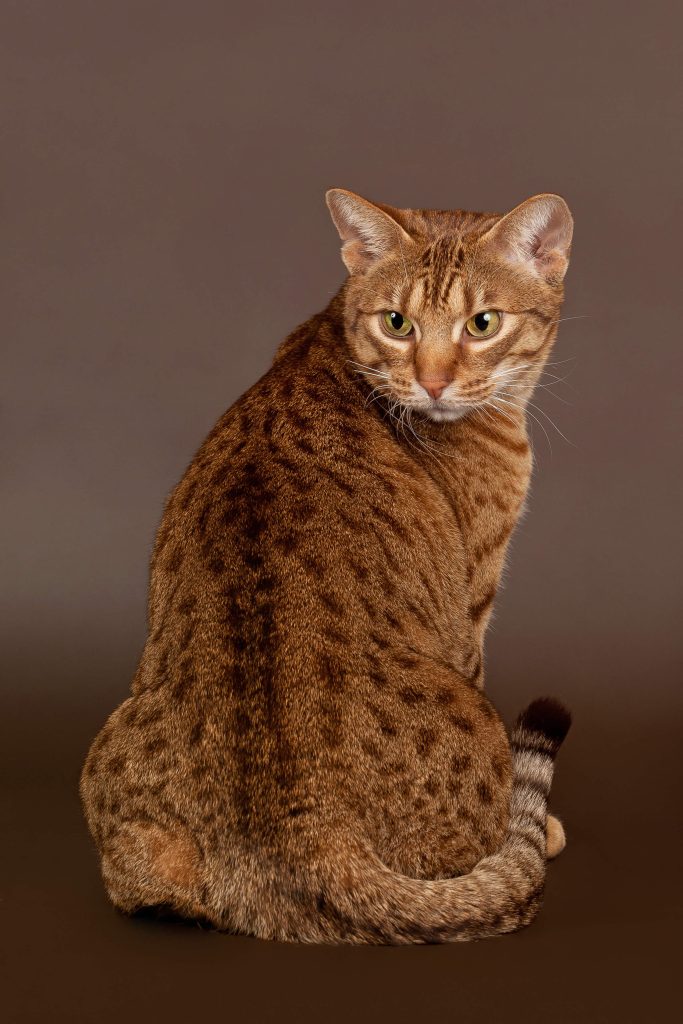 Ocicat Cat Size Ocicat Cat Breed: The Spotted Kitty With The