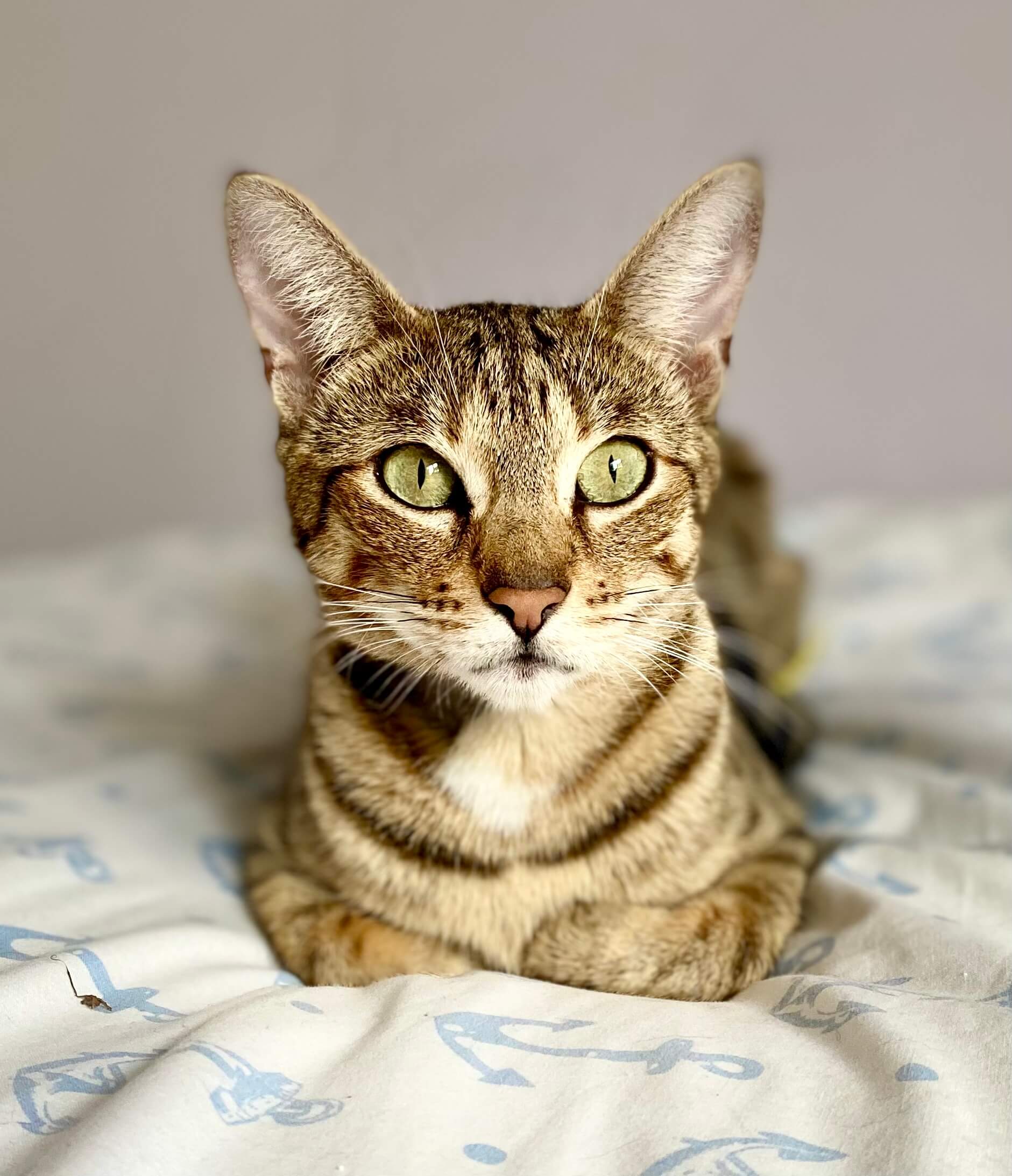 Ocicat | Cat’s Best