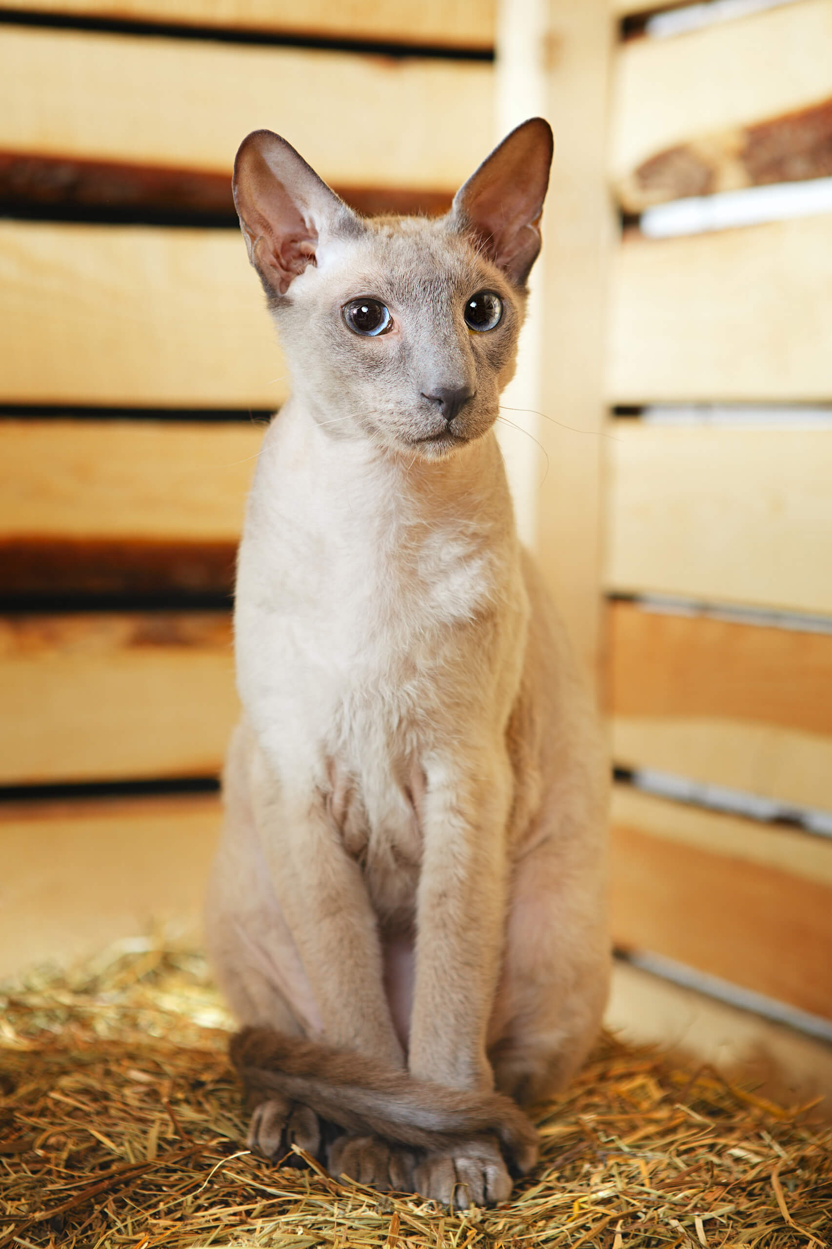 Peterbald | Cat’s Best