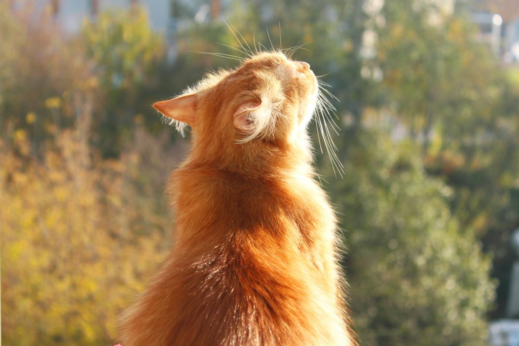 Cat-proofing your balcony: All tips | Cat’s Best