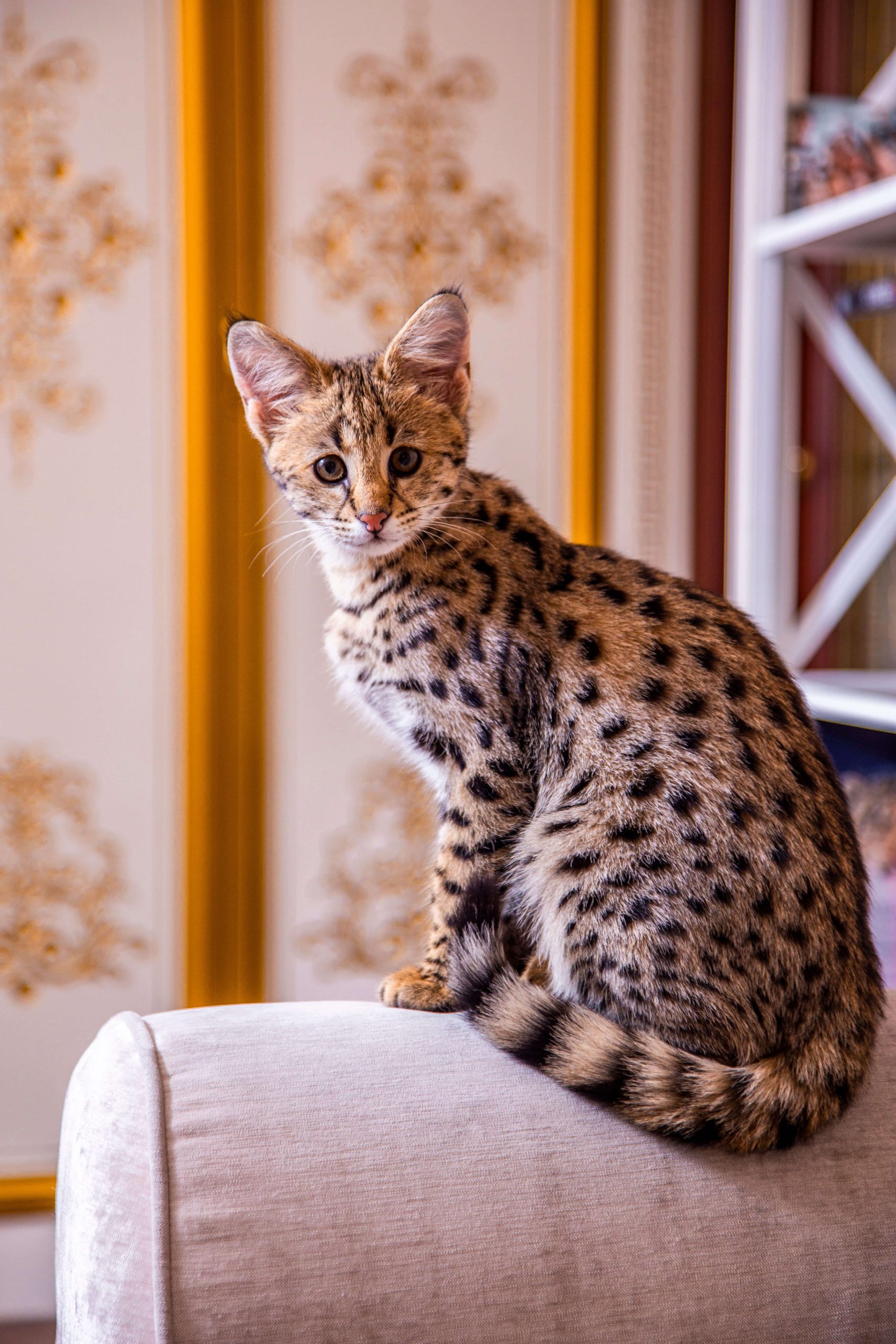 Savannah Cat | Cat’s Best