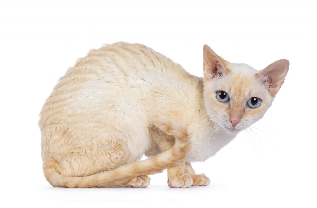 German Rex | Cat’s Best