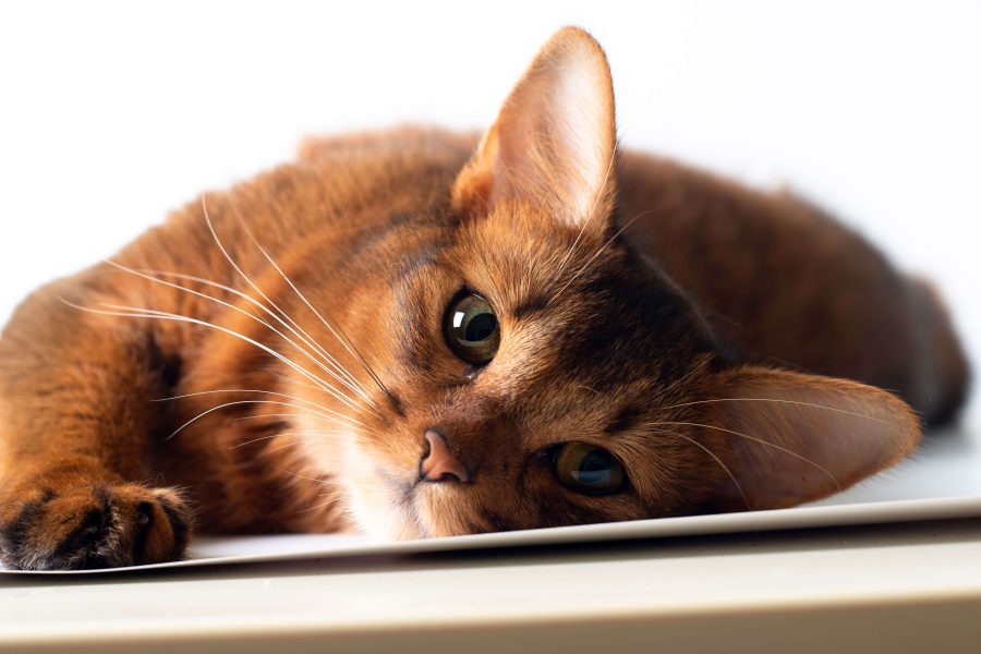 Somali cat breed | Cat’s Best