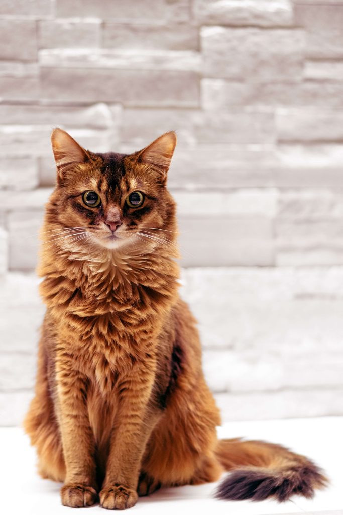 Somali cat breed | Cat’s Best