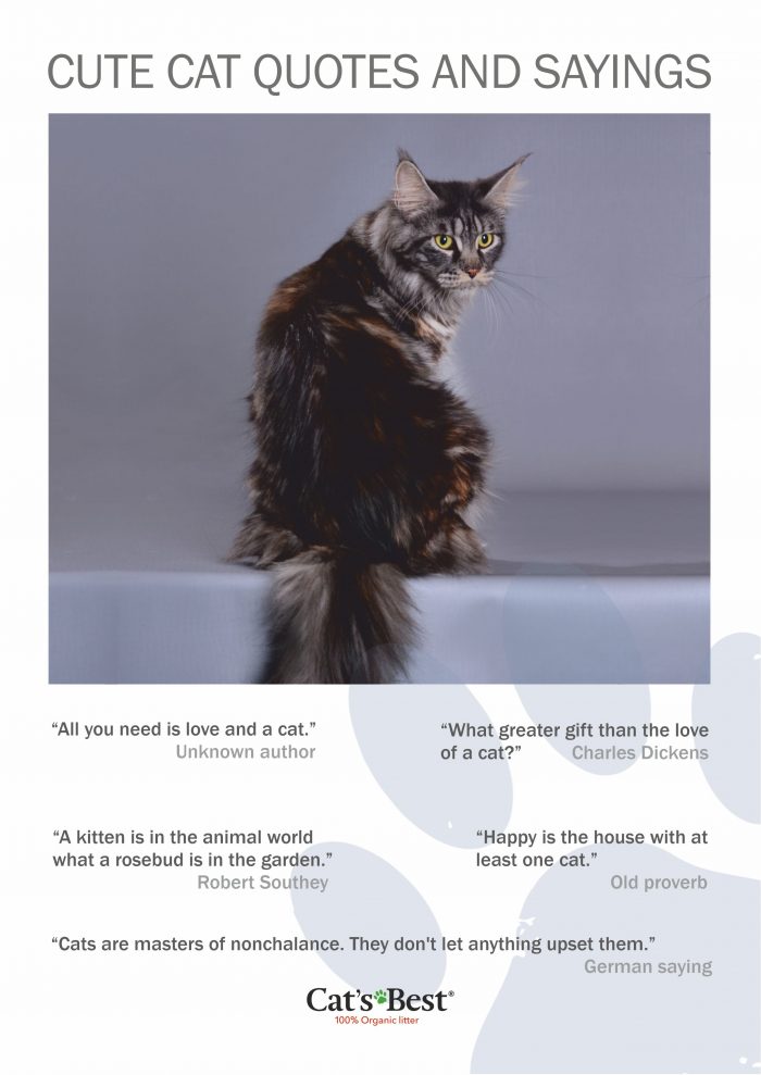 The best cat quotes | Cat’s Best