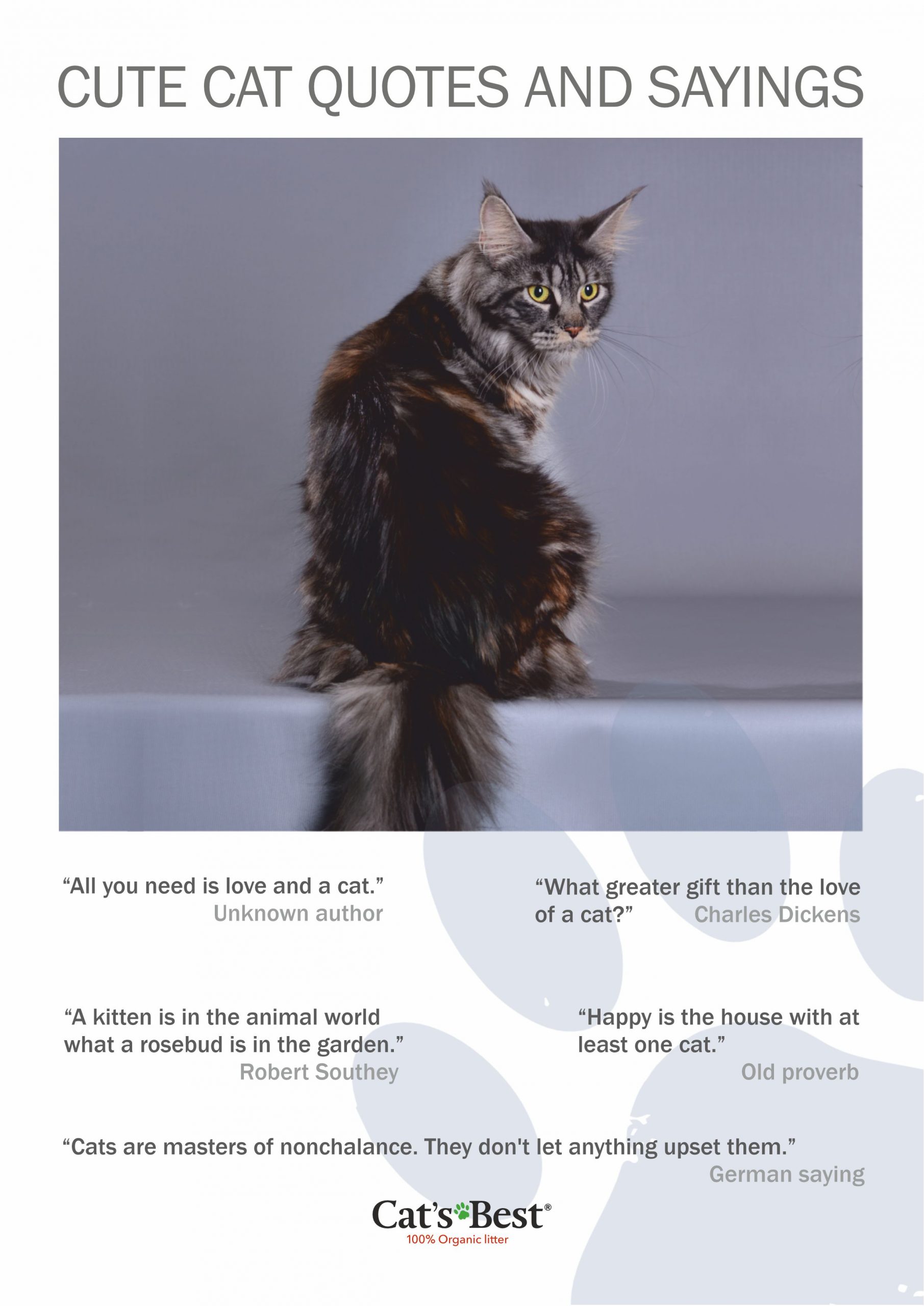 The best cat quotes | Cat’s Best