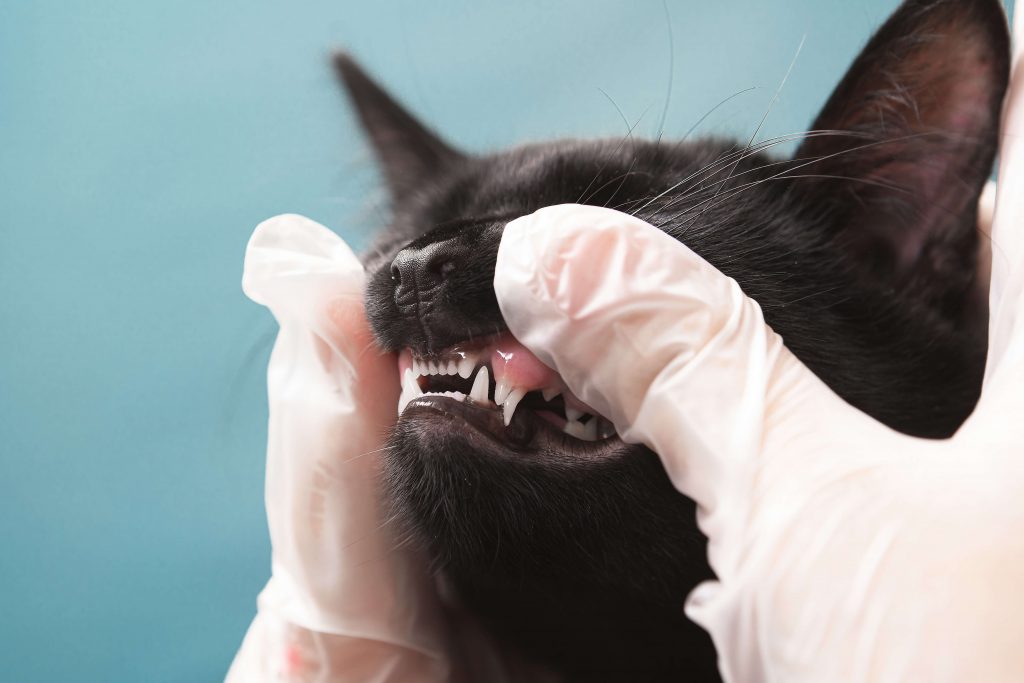 Recognising and supporting the change to adult teeth in cats | Cat’s Best