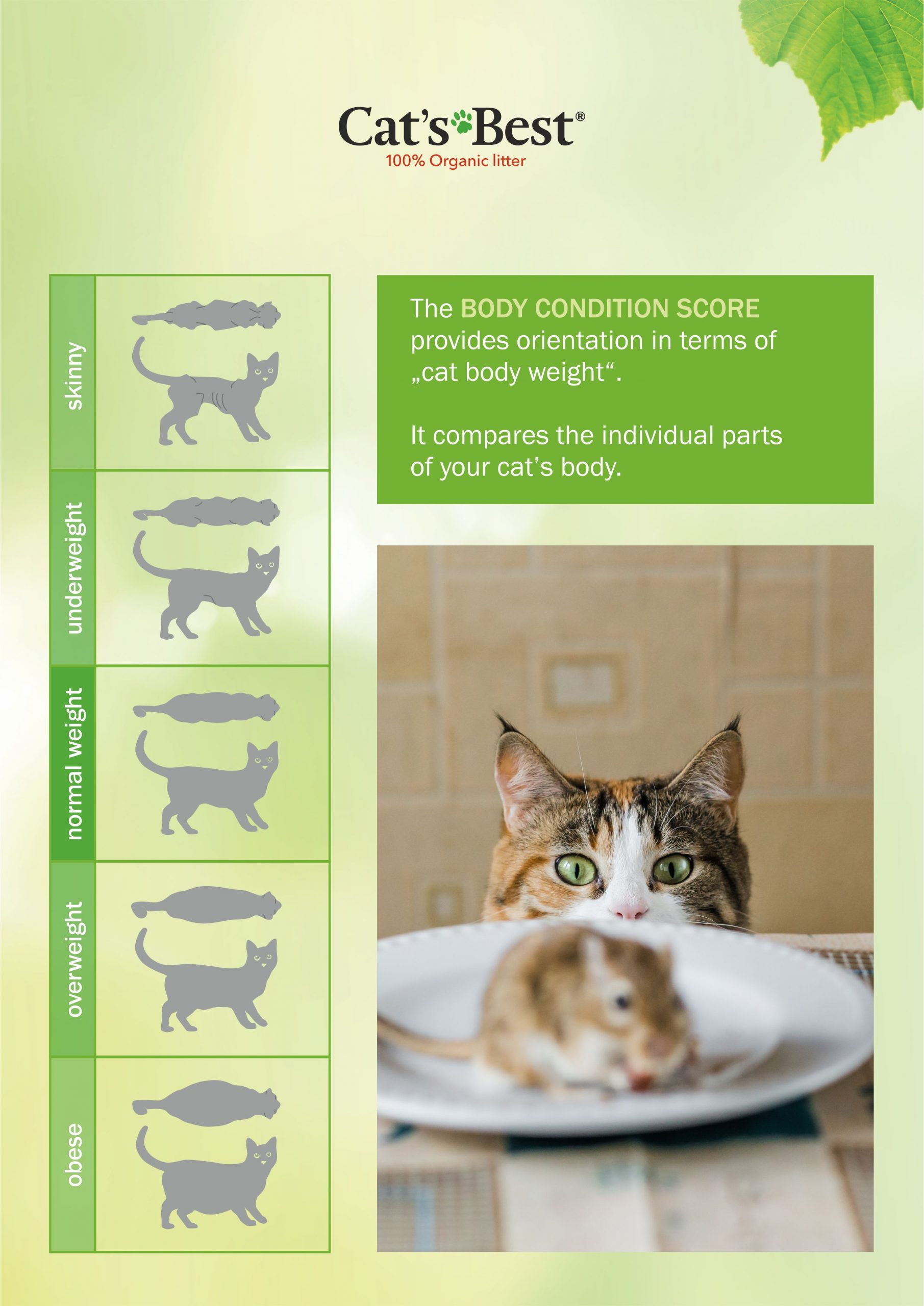 How to strengthen your cat's immune system! | Cat’s Best